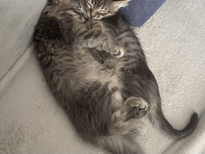 Отдам двух котиков