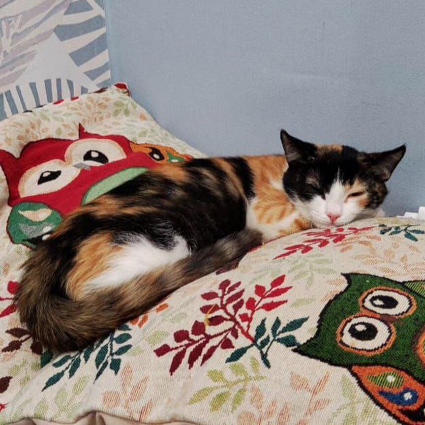 Трёхцветная кошечка в добрые руки