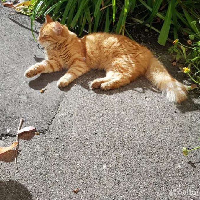 Великолепный рыжий домашний кот во дворе