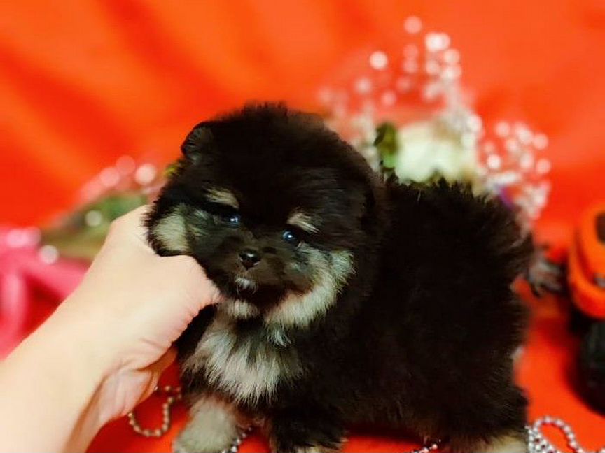 Померанский шпиц мишка