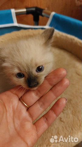 Тайские котята