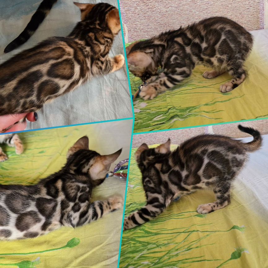 Бенгальские котята