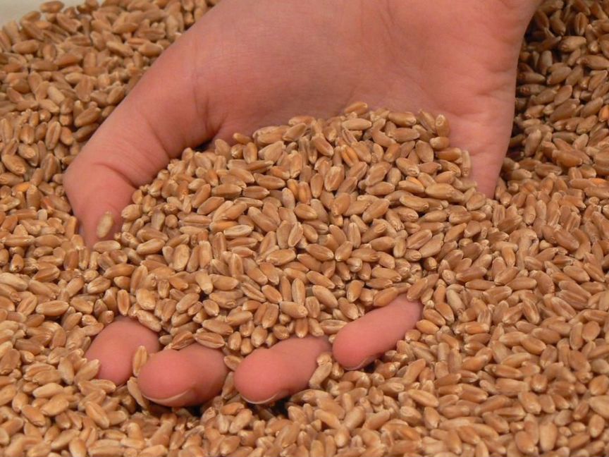 Продается пшеница