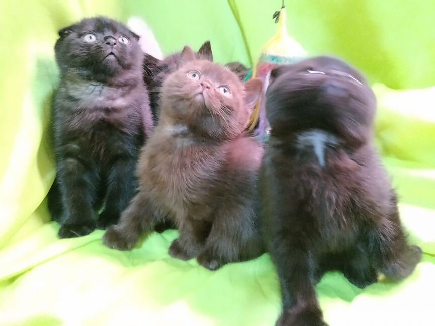 Шотландский и британские котята от