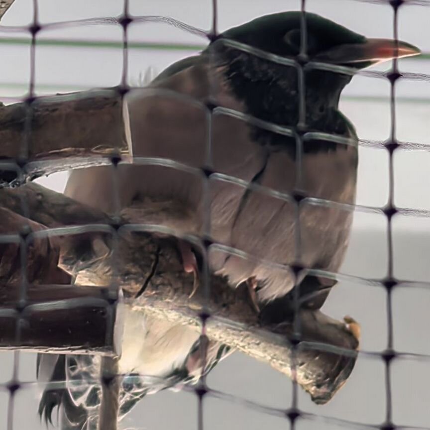 Розовый скворец самец. Певчие лесные птицы