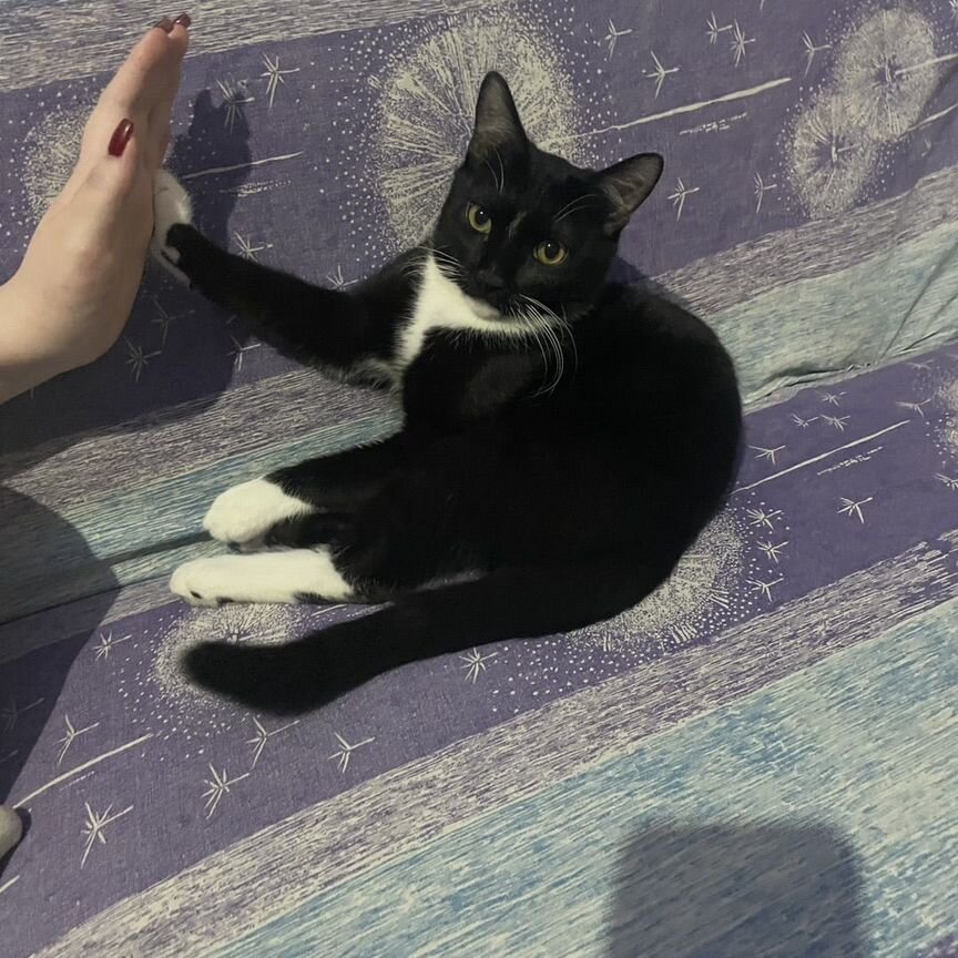 Котёнок в добрые руки