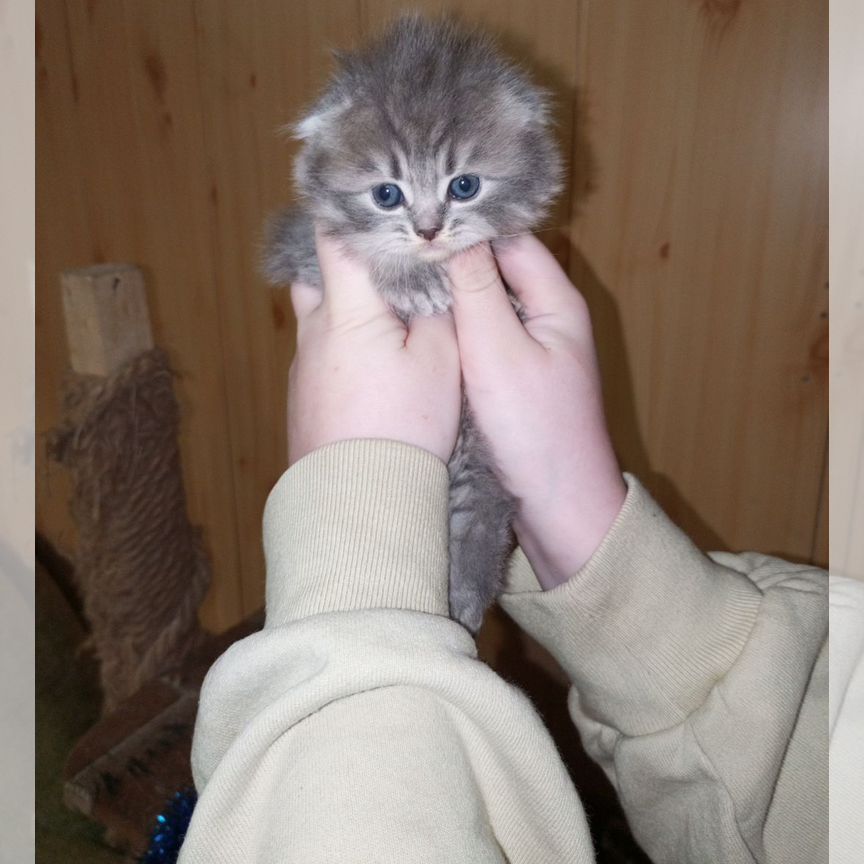 Шотландский вислоухий длинношёрстный котёнок