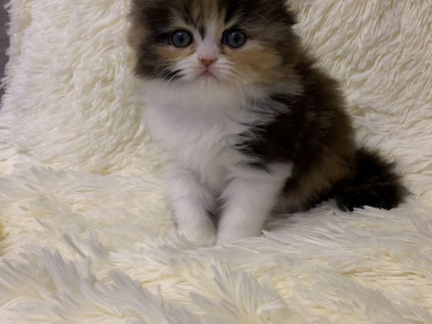 Персидская кошечка