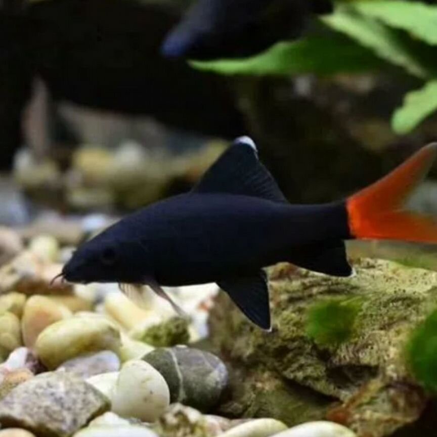 Лабио биколор(аквариумная рыбка)