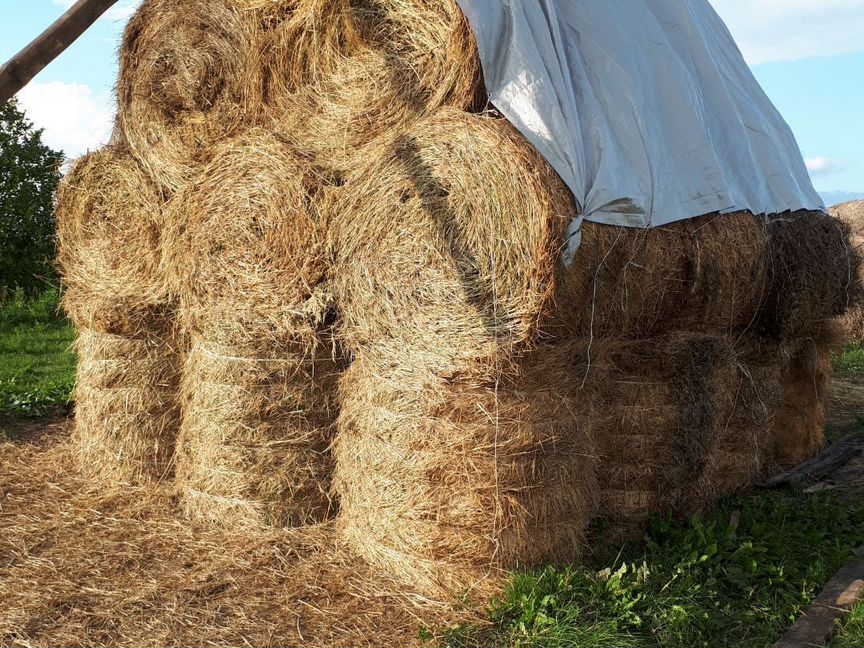Сено солома в рулона