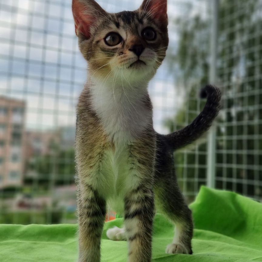 Котенок от абиссинской кошки друг для ребенка