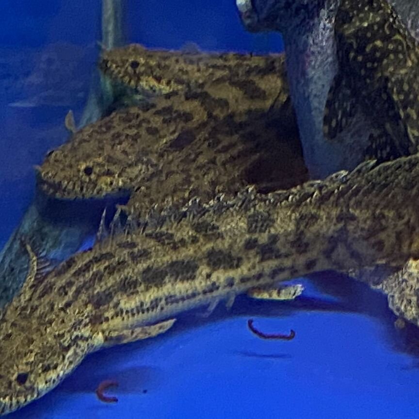 Полиптерусы ансорги,орнатипинис,дельгези эндихлера