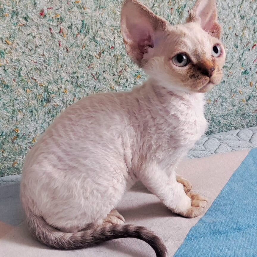 Девон рекс кот