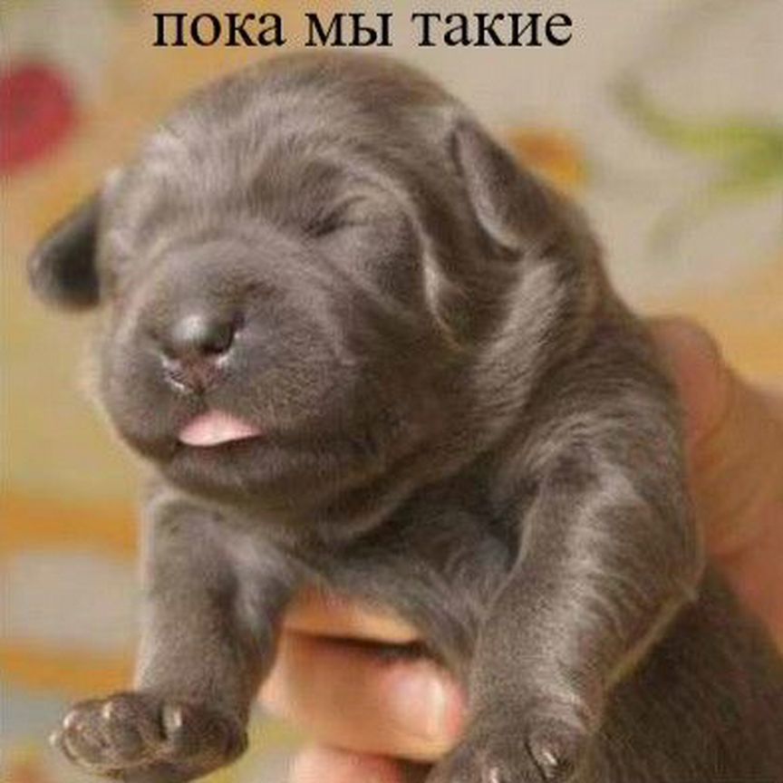 Щенки мастифа тибетского