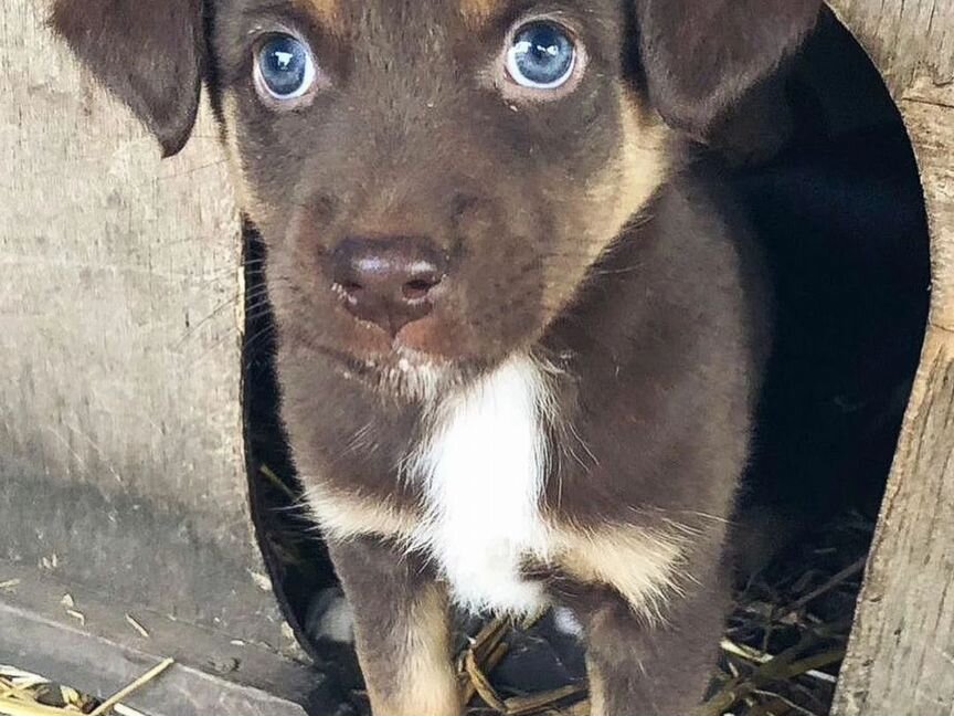 Собаки, щенки из приюта ищут семью