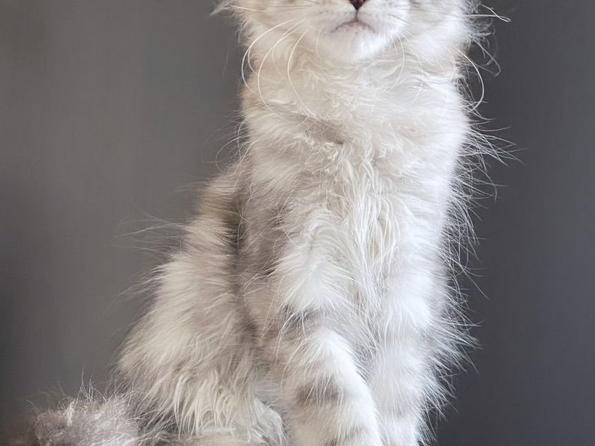 Прекрасная серебряная девочка мейн кун