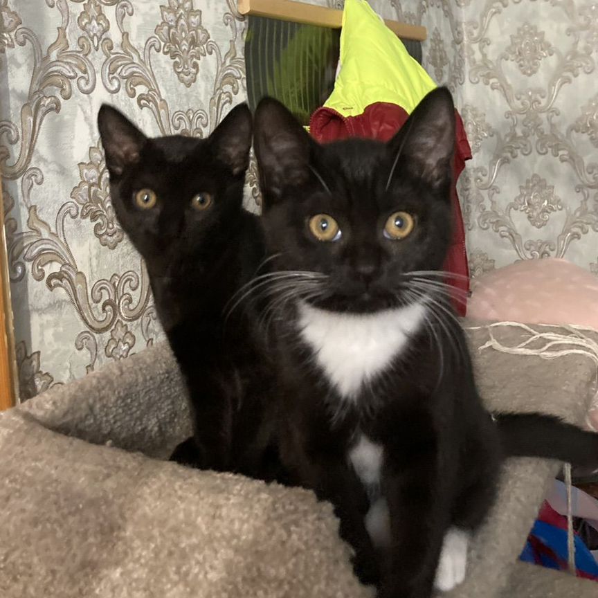 Продам котят шотландской породы