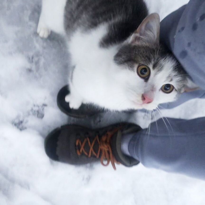 Милый котик 7 месяцев