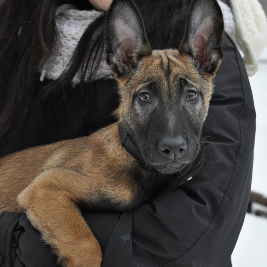 Бельгийская овчарка, щенок