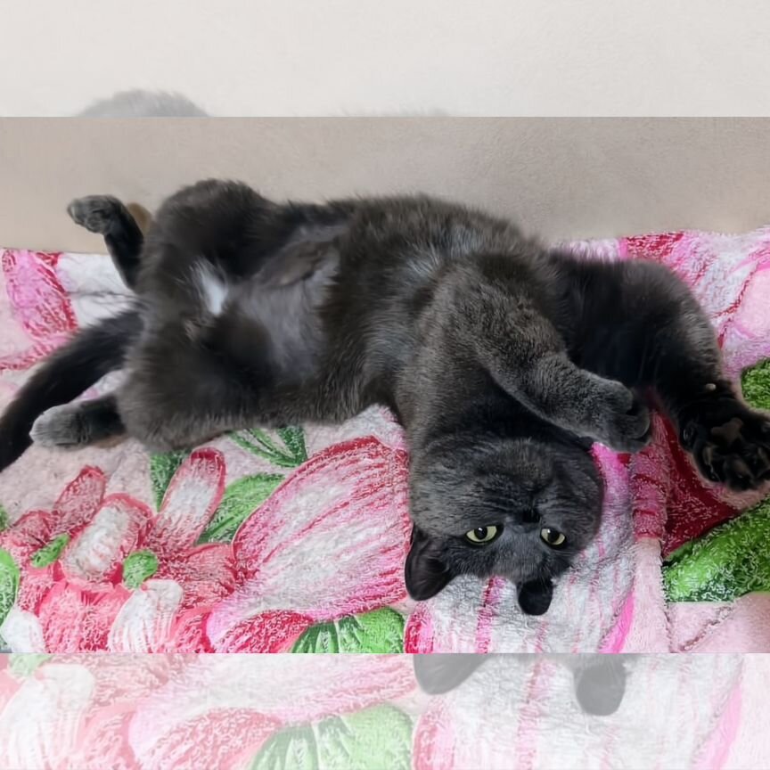 Британская короткошёрстная кошка, взрослая