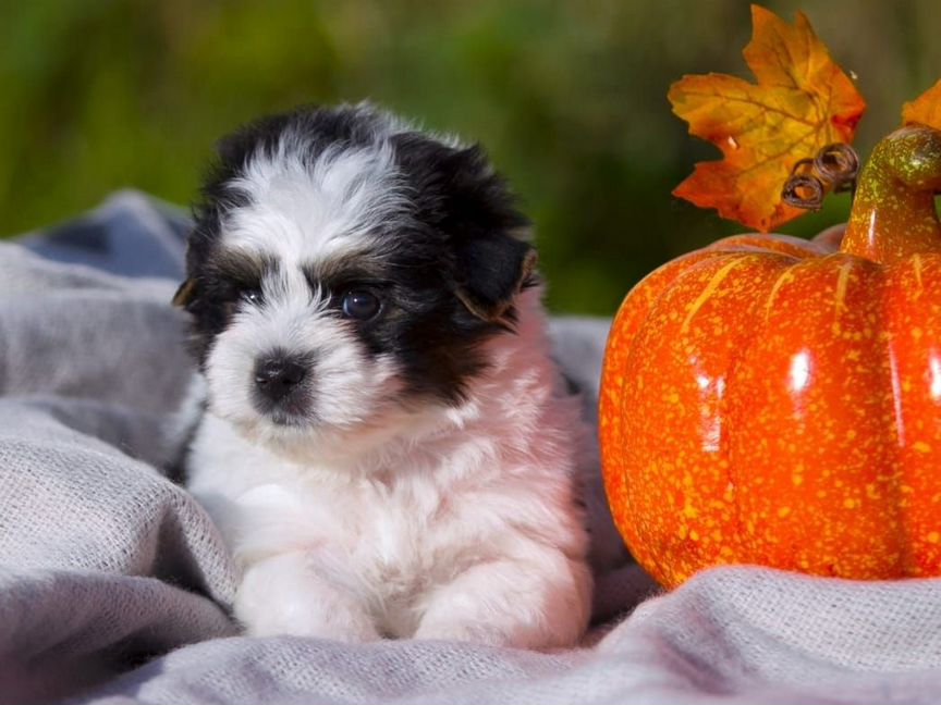 Бивер йорк мальчик