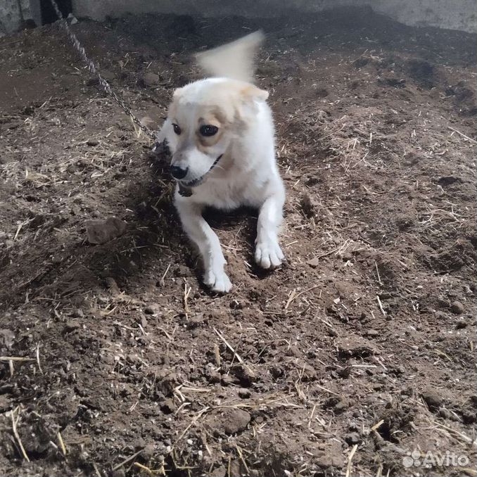 За что, со мною, хозяин, ты так поступил