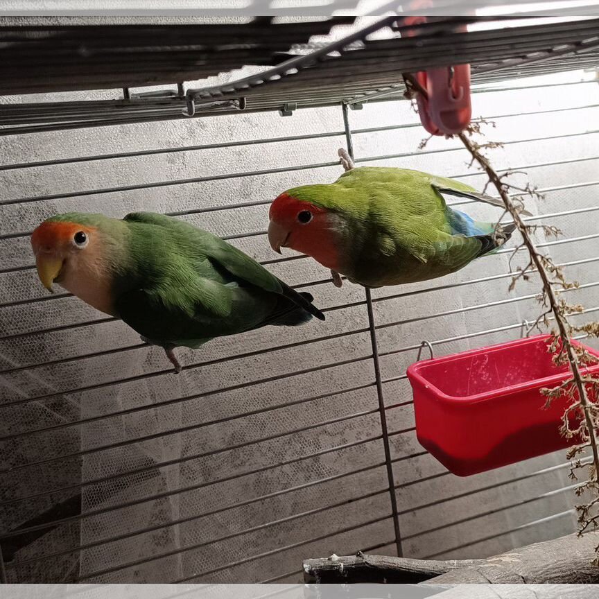 Попугай неразлучники