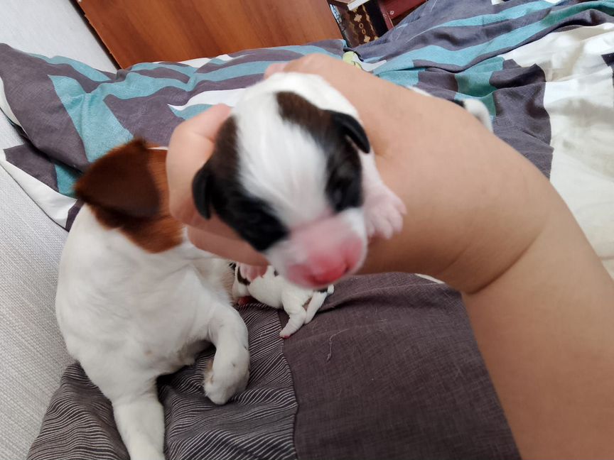 Щенки джек рассел терьер