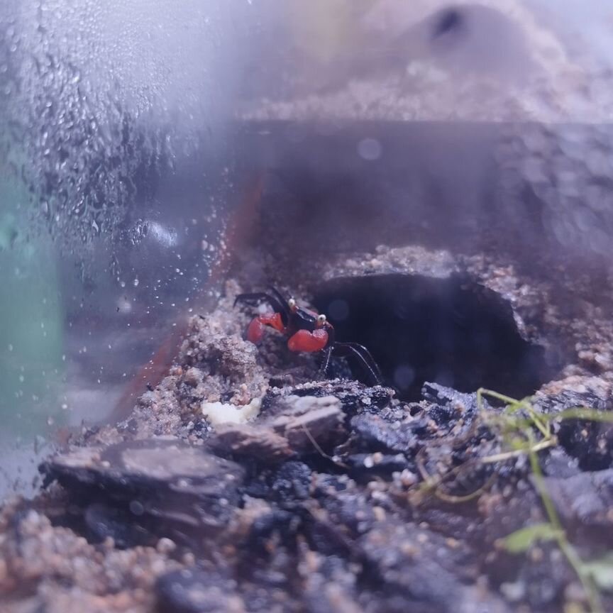 Краб красный дьявол детки