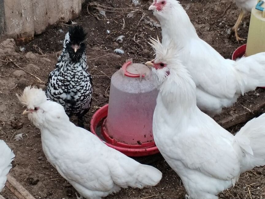 Павловские белые