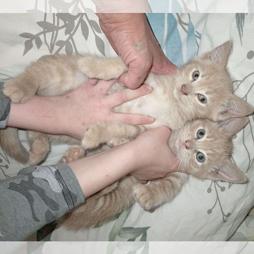 Котята в добрые руки мальчики