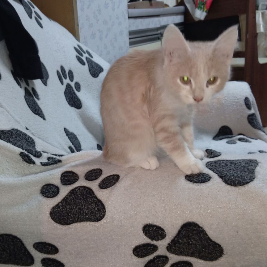 Котёнок в добрые руки