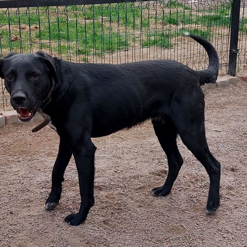 Собака в добрые руки отдам бесплатно