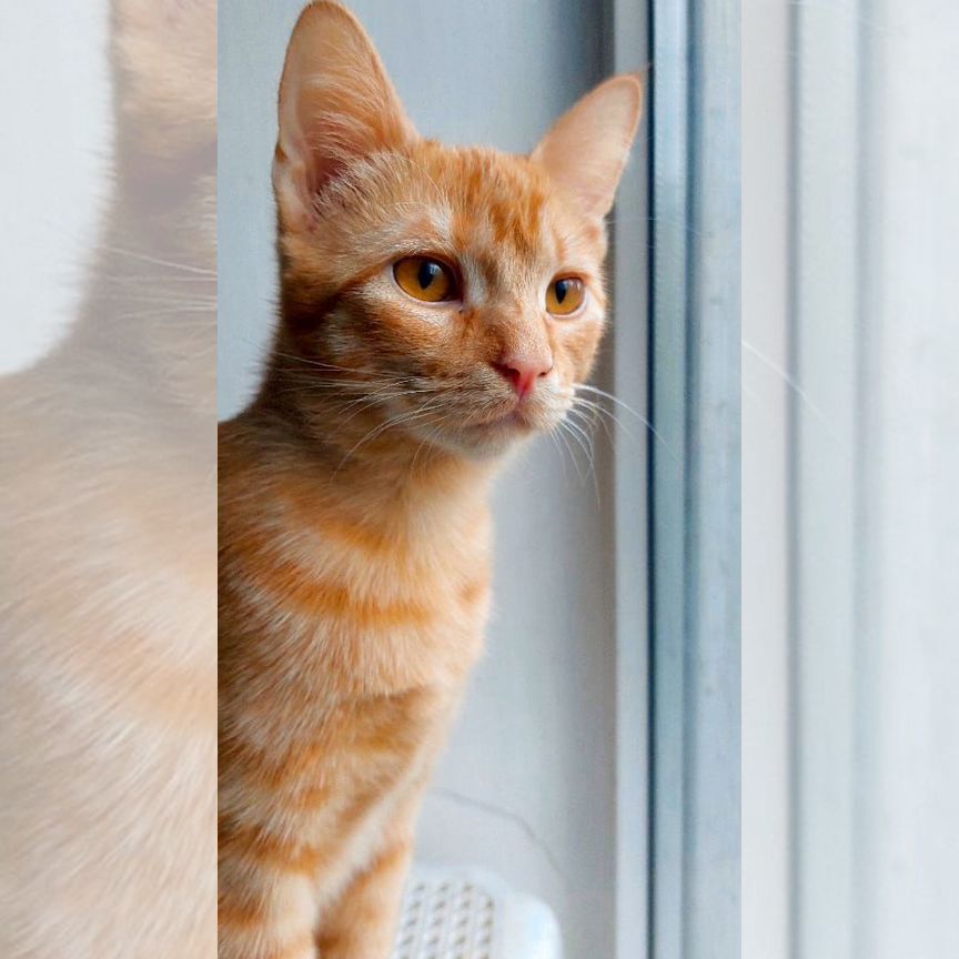 Кошка Фанта в добрые руки бесплатно