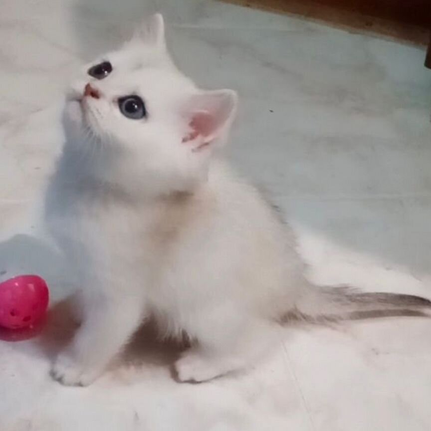 Британский короткошёрстный котёнок