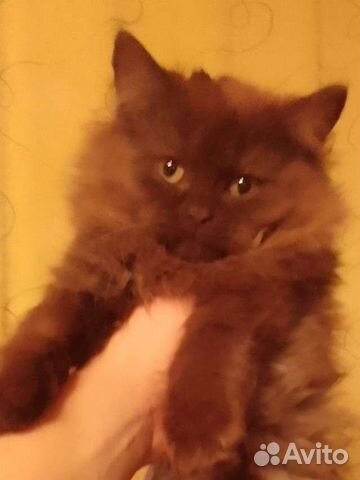 Скотиш страйт хайленд редкие окрасы циннамон