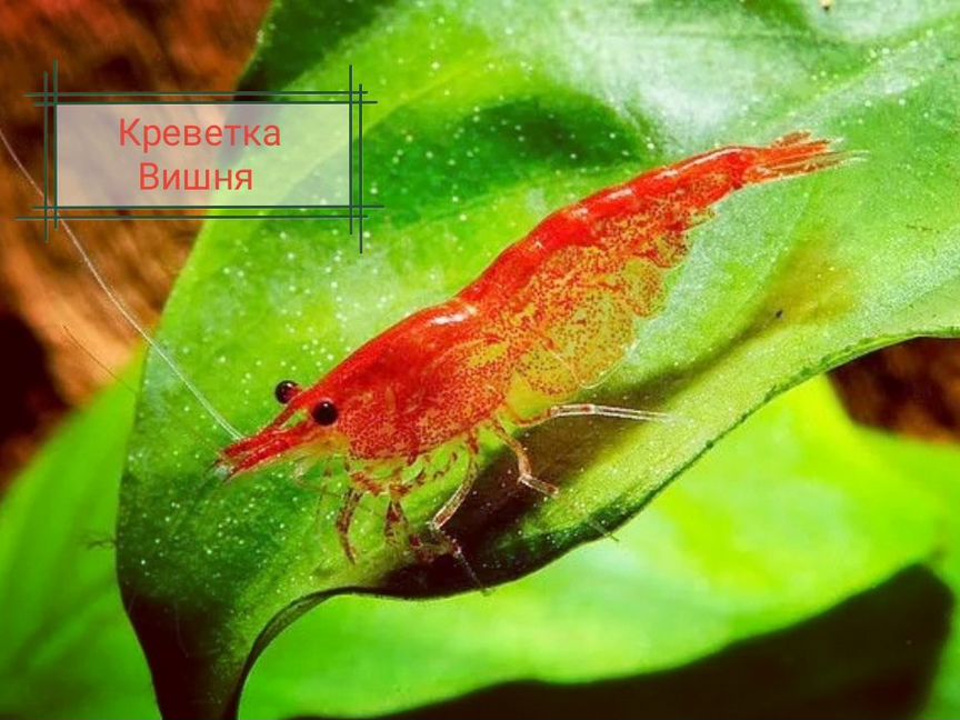 Аквариумные креветки