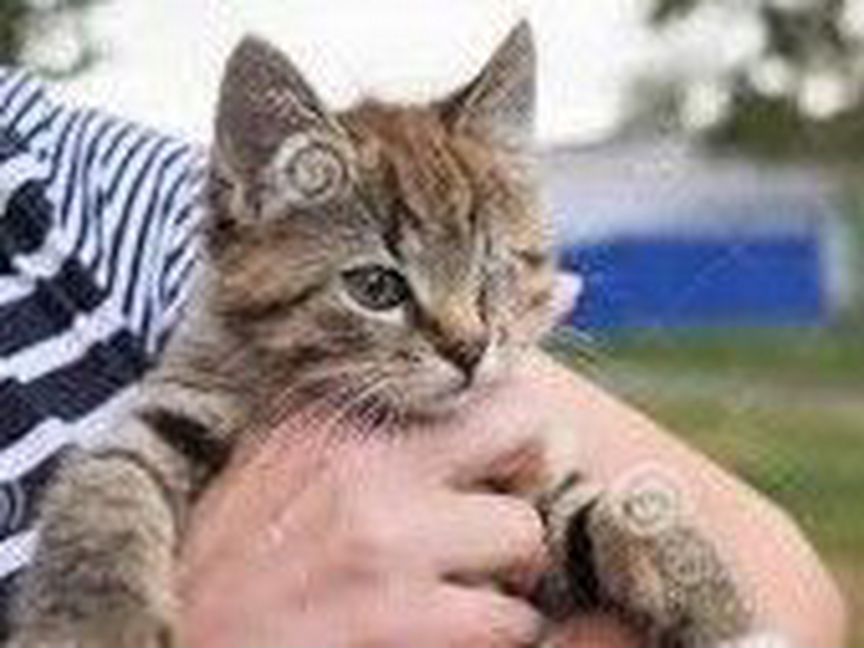Котята-инвалидики в добрые руки