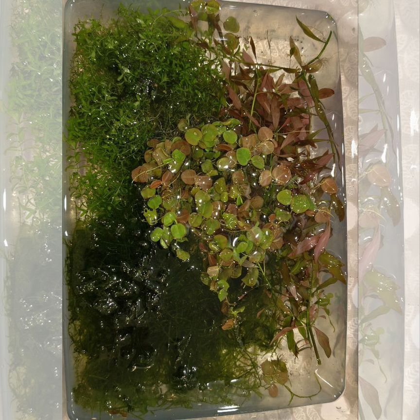 Аквариумное растение