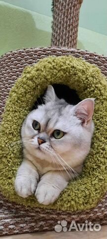 Британский кот вязка