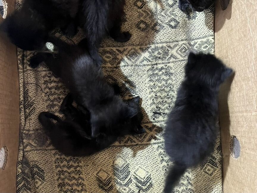 Котята в добрые руки