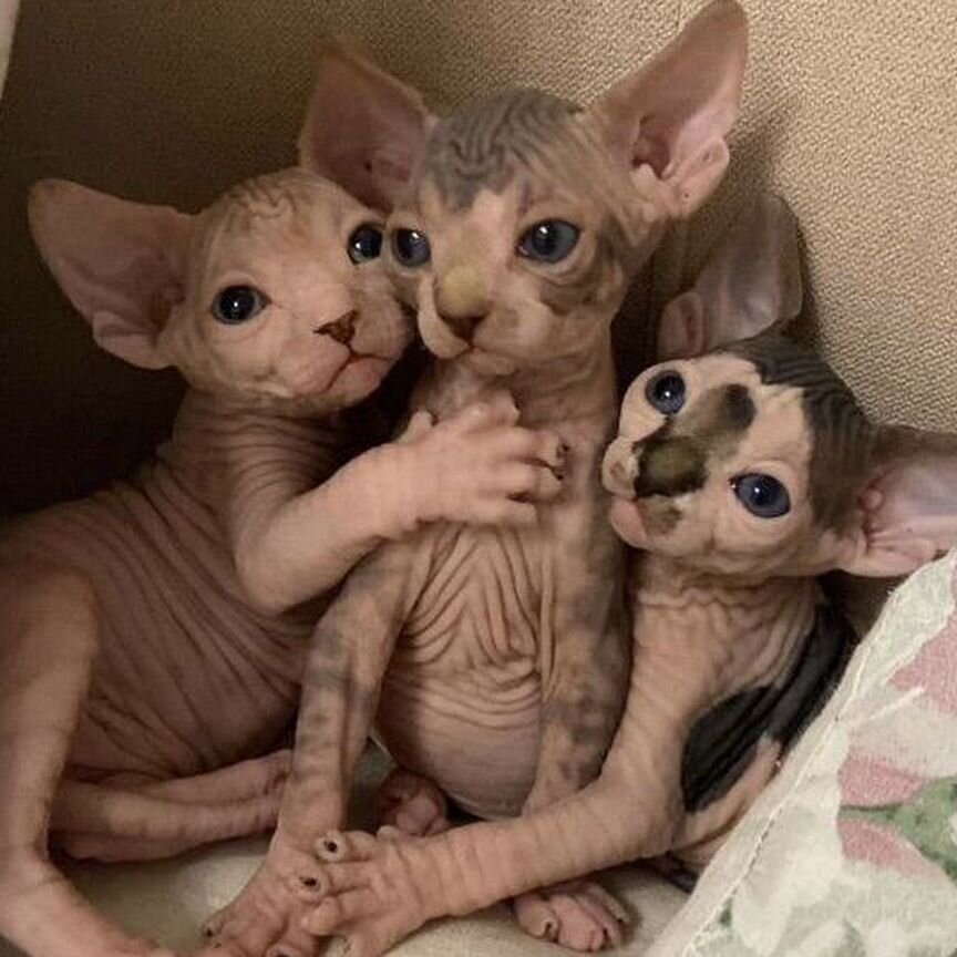 Котенок сфинкс