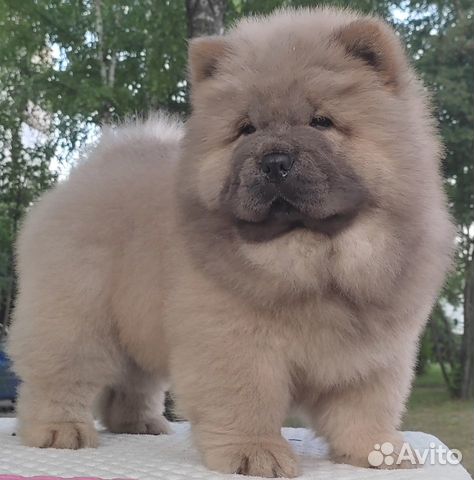 Щенки Чау чау