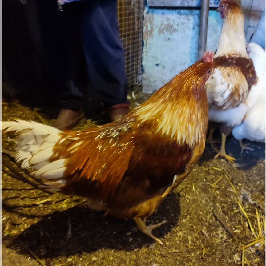 Домашние молодые петухи