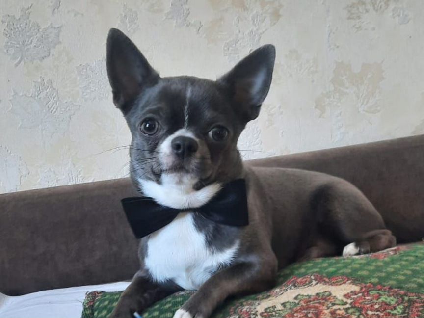 Вязка чихуахуа