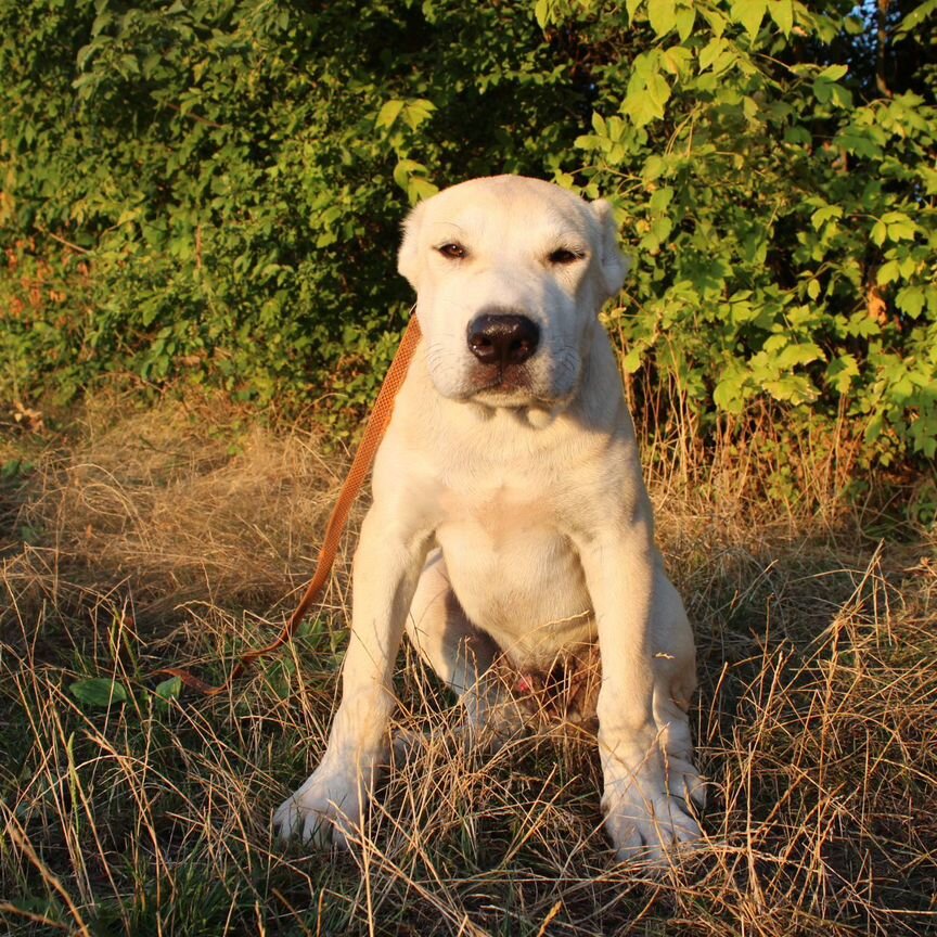 Мальчик алабайчик