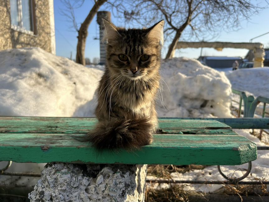 Котенок