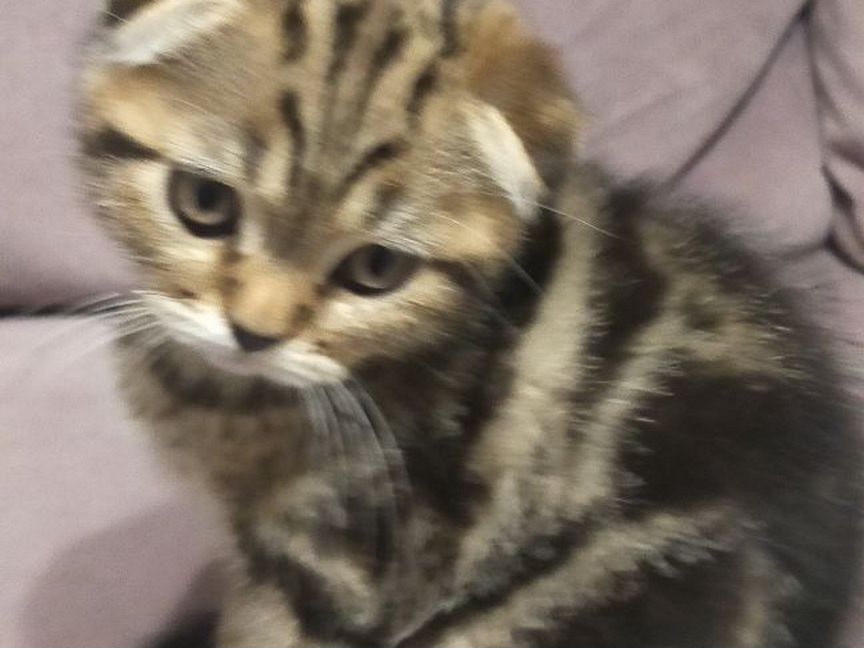 Шотландская вислоухая