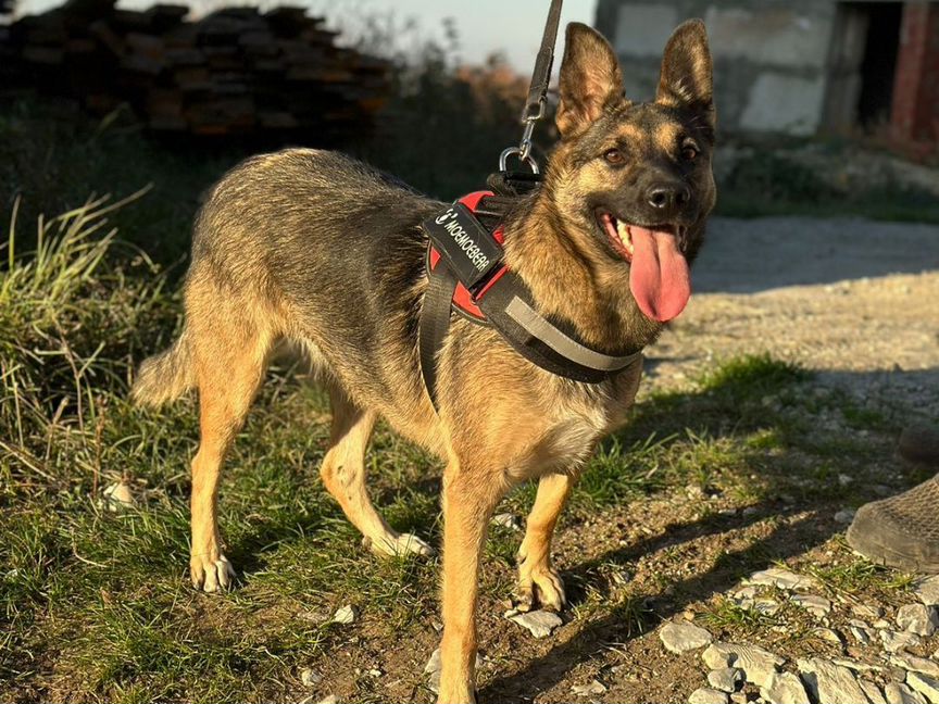 Ищем самые добрые ручки для умненькой собаки