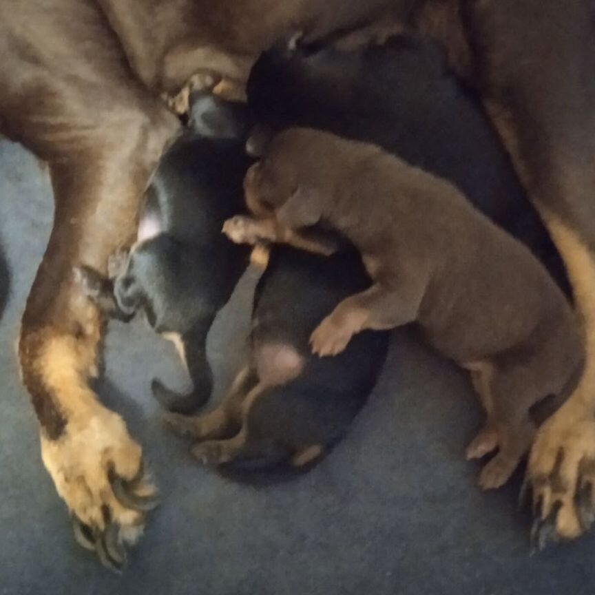 Австрийский пинчер, щенок